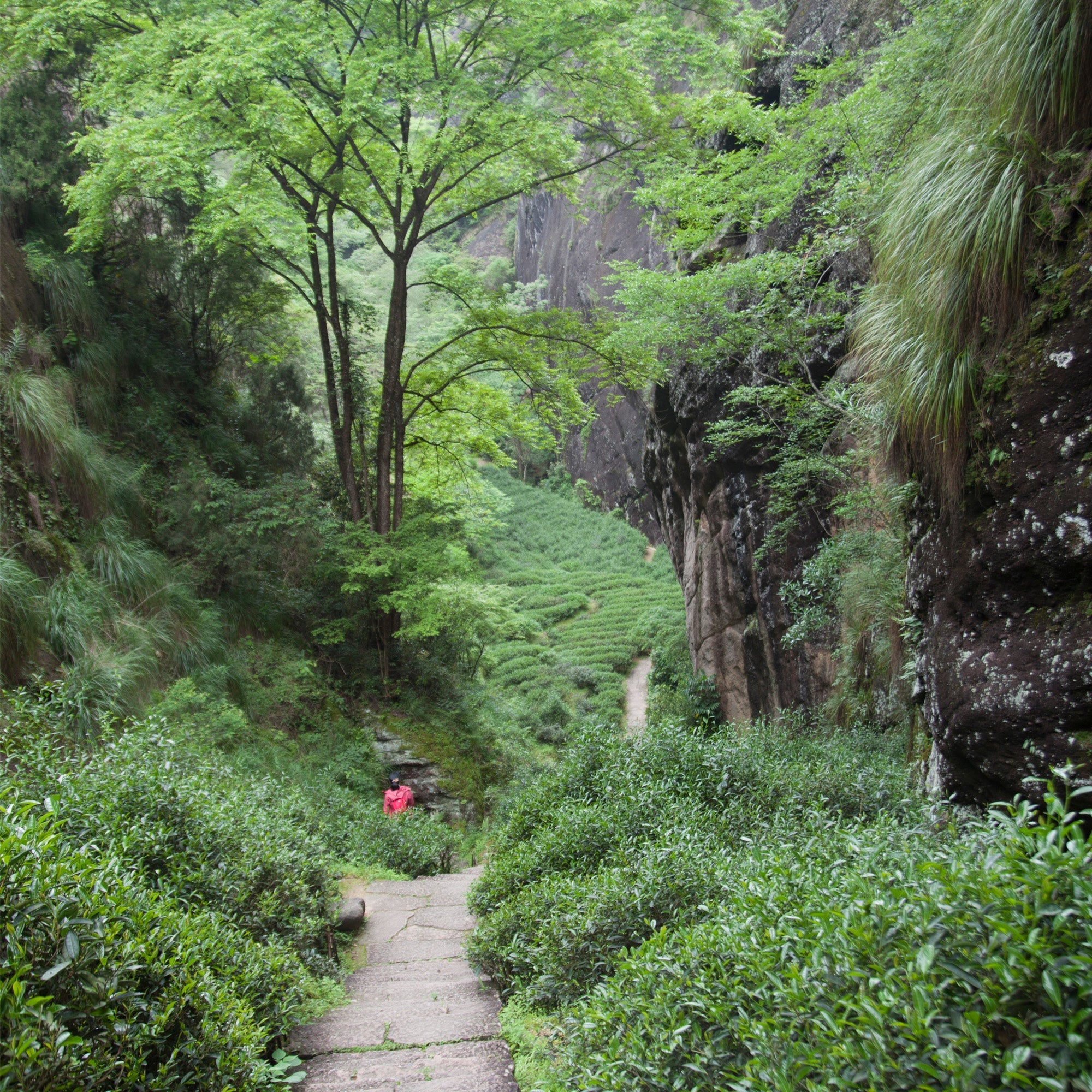 April Tea Tour - The Chinese Tea Company